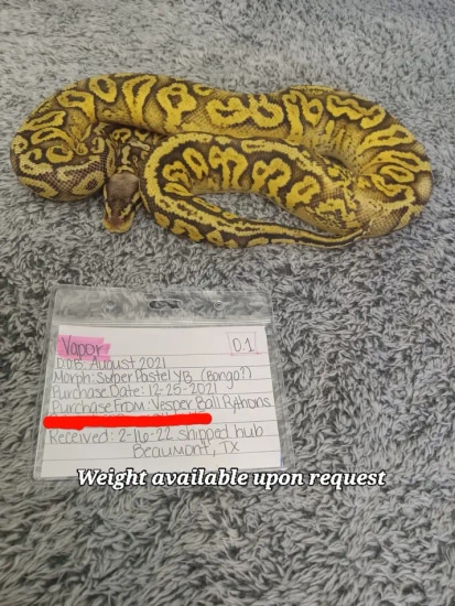 Super Pastel YB... (Suspected Bongo??) Ball Python by Gypsy's Souls
