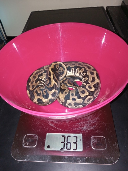 Leopard Ball Python by Gypsy's Souls