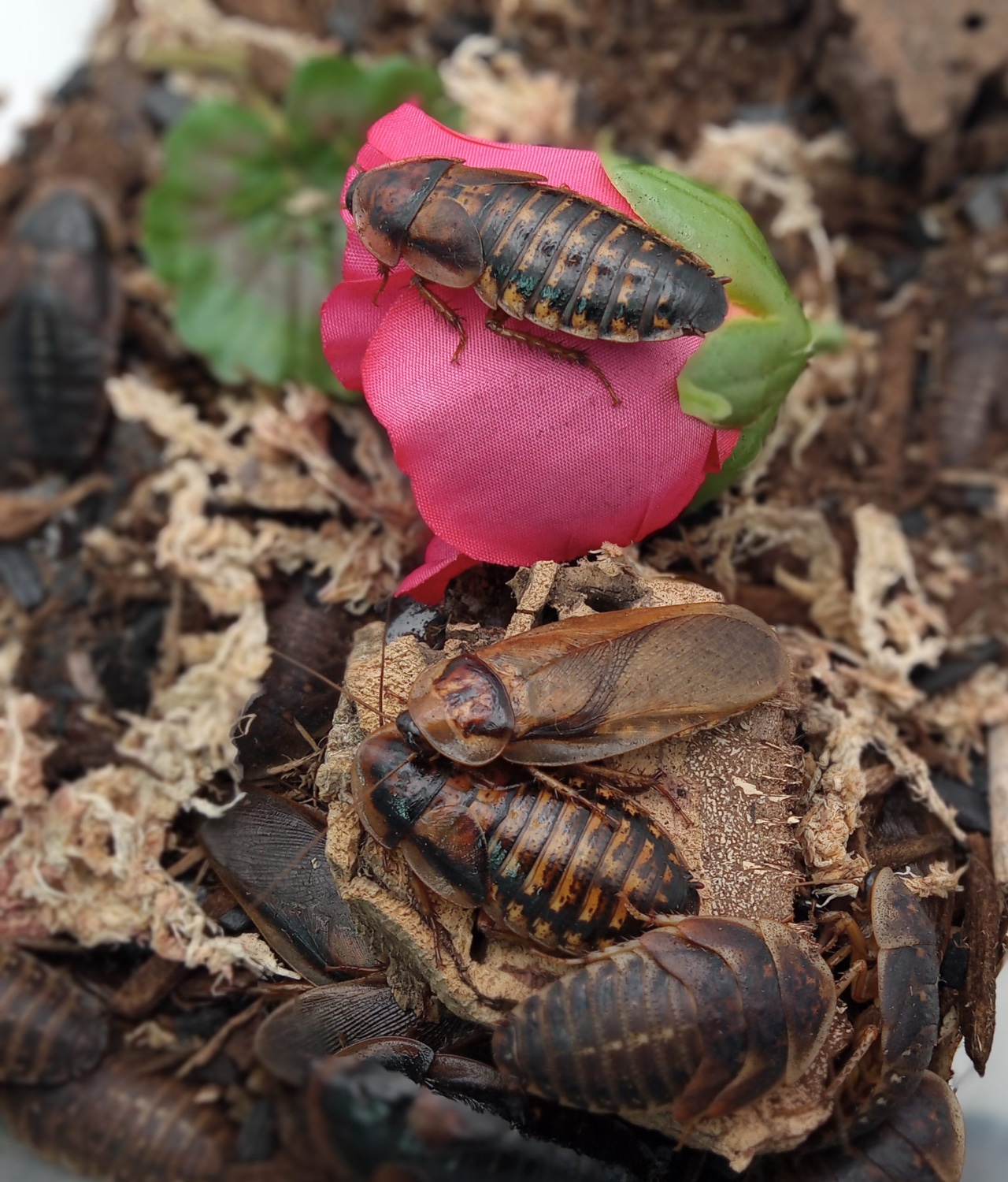 Dubia Colony "Starter Pack" (Blaptica Dubia) Cockroach by Gypsy's Souls ...