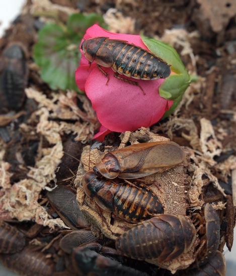 STARTER COLONY-"Dubia Roach" (Blaptica.dubia) Cockroach by Gypsy's Souls