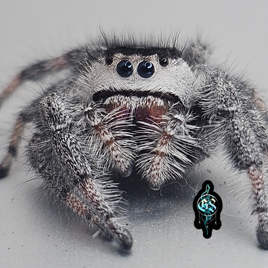 "Lorena" (Phidippus Regius) Jumping Spider by Gypsy's Souls