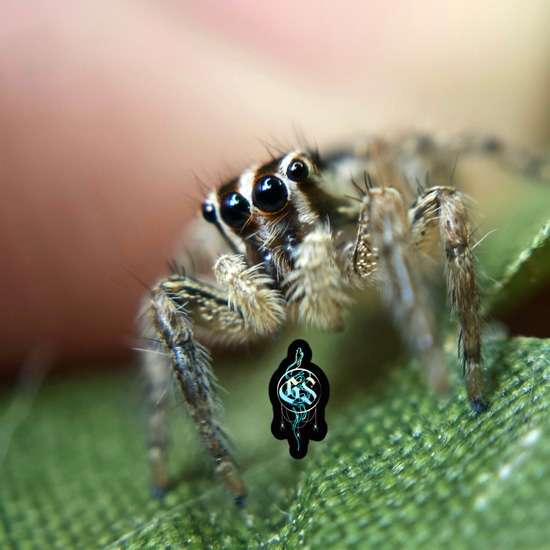 Juvenile♂️MALES-Pantropical Jumping Spider (P.paykulli) by Gypsy's Souls