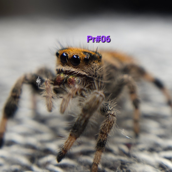 Regal Jumping Spider (Phidippus.regius) by Gypsy's Souls
