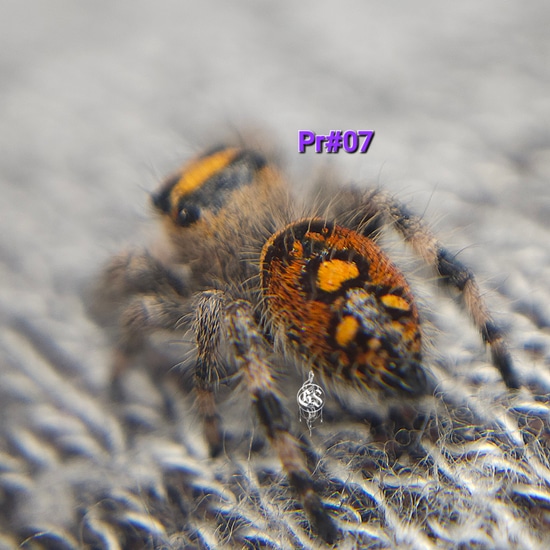Regal Jumping Spider (Phidippus.regius) by Gypsy's Souls