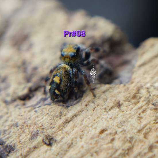 Regal Jumping Spider (Phidippus.regius) by Gypsy's Souls