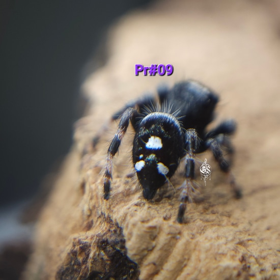 1️⃣MALE♂️Regal Jumping Spider (P.regius) by Gypsy's Souls