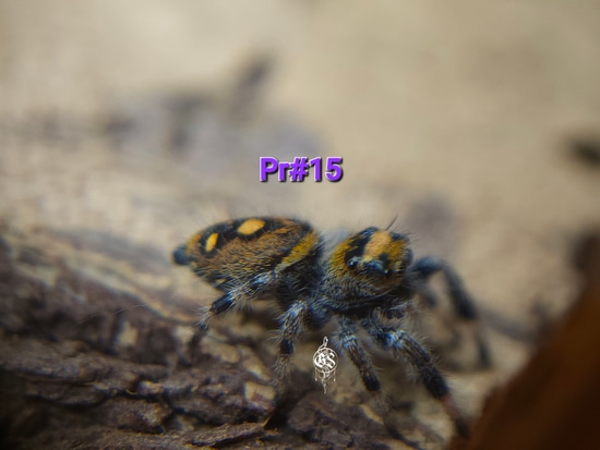 Regal Jumping Spider (Phidippus.regius) by Gypsy's Souls