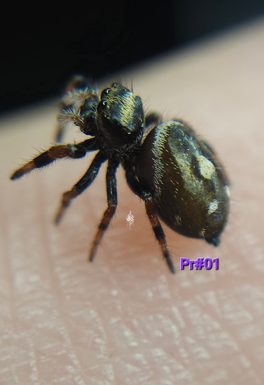 Regal Jumping Spider (Phidippus.regius) by Gypsy's Souls