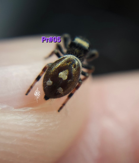 Regal Jumping Spider (Phidippus.regius) by Gypsy's Souls