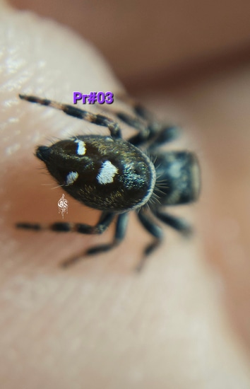 Regal Jumping Spider (Phidippus.regius) by Gypsy's Souls