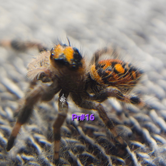 Regal Jumping Spider (Phidippus.regius) by Gypsy's Souls