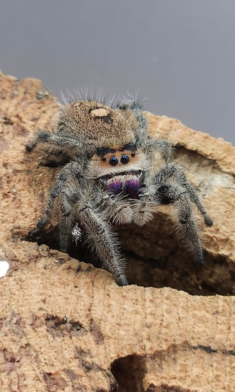 Adult Female-Regal Jumping Spider by Gypsy's Souls