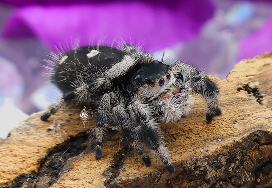 Apalachicola Locale (Regal Female) Jumping Spider by Gypsy's Souls