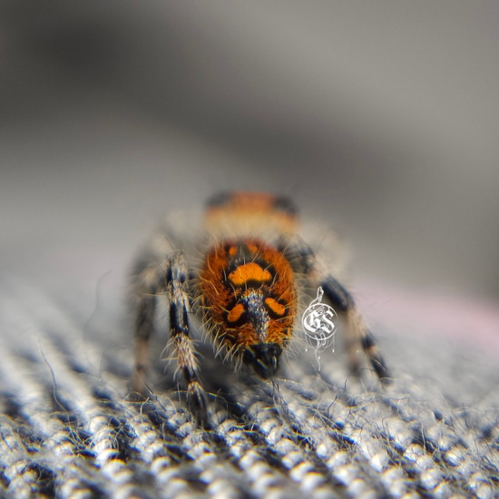 Orange🟠Juvenile♀️FEMALES-Regal Jumping Spider (P.regius) by Gypsy's Souls