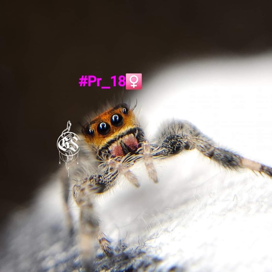 Regal Jumping Spider (Phidippus.regius) by Gypsy's Souls