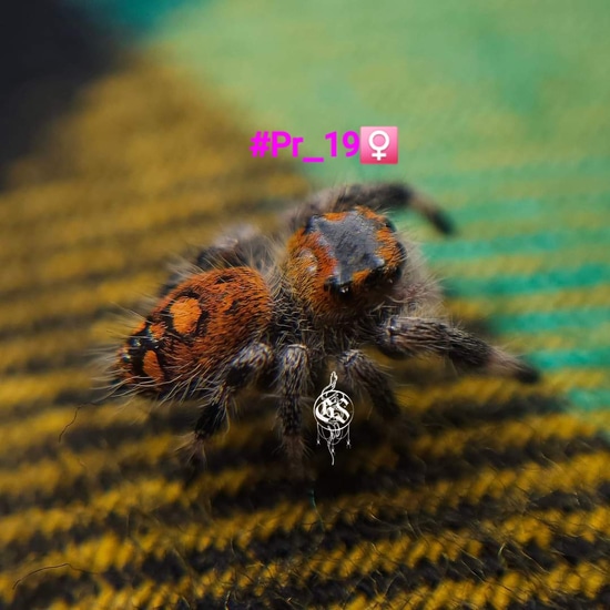 Regal Jumping Spider (Phidippus.regius) by Gypsy's Souls