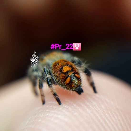 Regal Jumping Spider (Phidippus.regius) by Gypsy's Souls