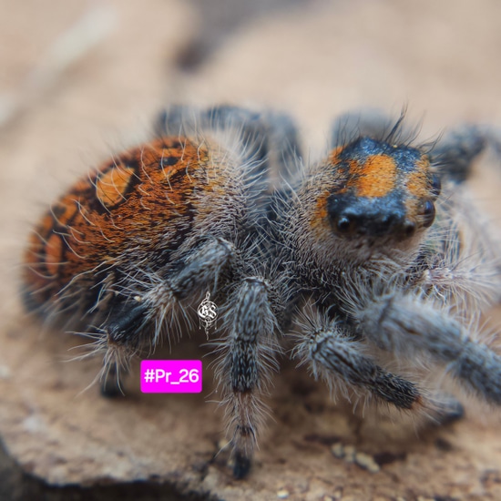 Regal Jumping Spider (Phidippus.regius) by Gypsy's Souls