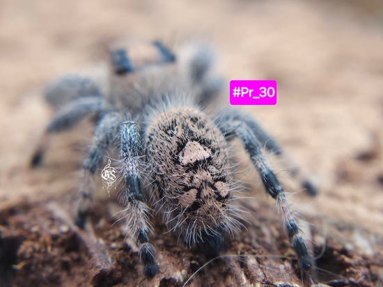 Regal Jumping Spider (Phidippus.regius) by Gypsy's Souls