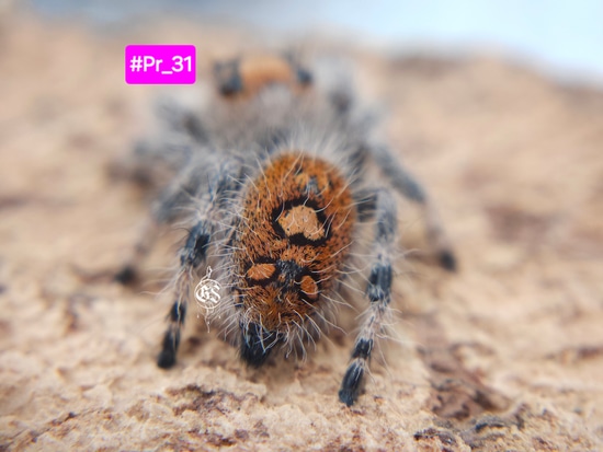 Regal Jumping Spider (Phidippus.regius) by Gypsy's Souls