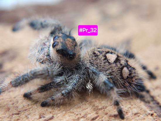 Regal Jumping Spider (Phidippus.regius) by Gypsy's Souls