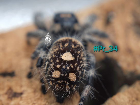 Regal Jumping Spider (Phidippus.regius) by Gypsy's Souls