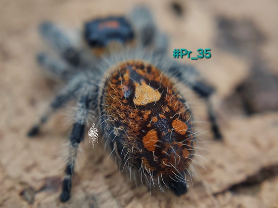 Regal Jumping Spider (Phidippus.regius) by Gypsy's Souls