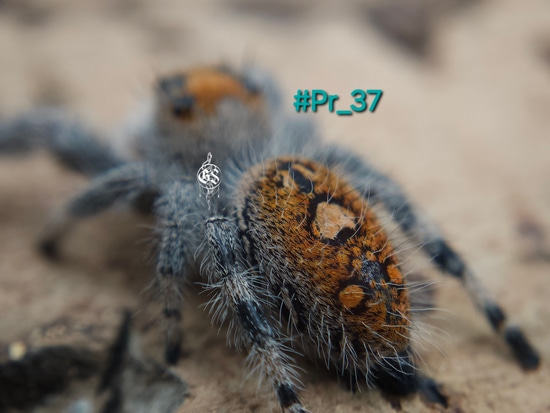 Regal Jumping Spider (Phidippus.regius) by Gypsy's Souls