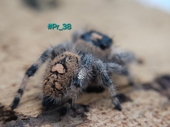 Regal Jumping Spider (Phidippus.regius) by Gypsy's Souls