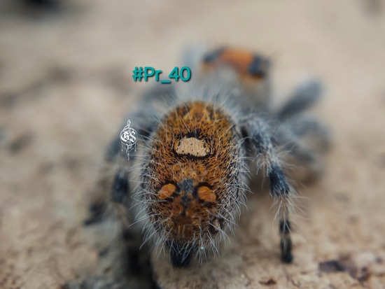Regal Jumping Spider (Phidippus.regius) by Gypsy's Souls
