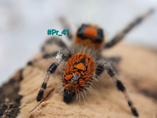 Regal Jumping Spider (Phidippus.regius) by Gypsy's Souls
