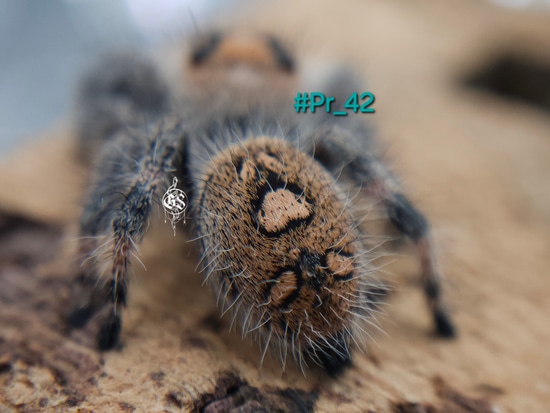 Regal Jumping Spider (Phidippus.regius) by Gypsy's Souls