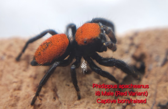 Phidippus.apacheanus(Red Variant) Jumping Spider by Gypsy's Souls