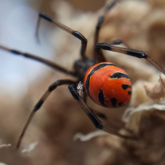 Latrodectus Elegans♀️Subadult Females Jumping Spider by Gypsy's Souls