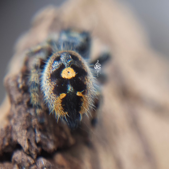 Bryantae Variant (Phidippus.audax) Jumping Spider by Gypsy's Souls