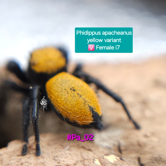 Apache Jumping Spider (Phidippus.apacheanus) by Gypsy's Souls