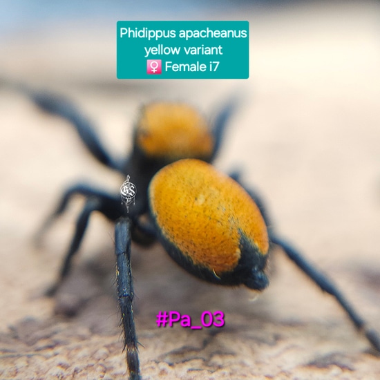 Apache Jumping Spider (Phidippus.apacheanus) by Gypsy's Souls