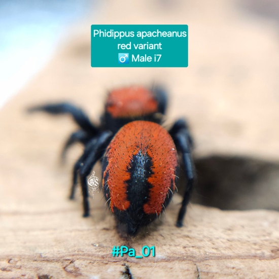 Apache Jumping Spider (Phidippus.apacheanus) by Gypsy's Souls