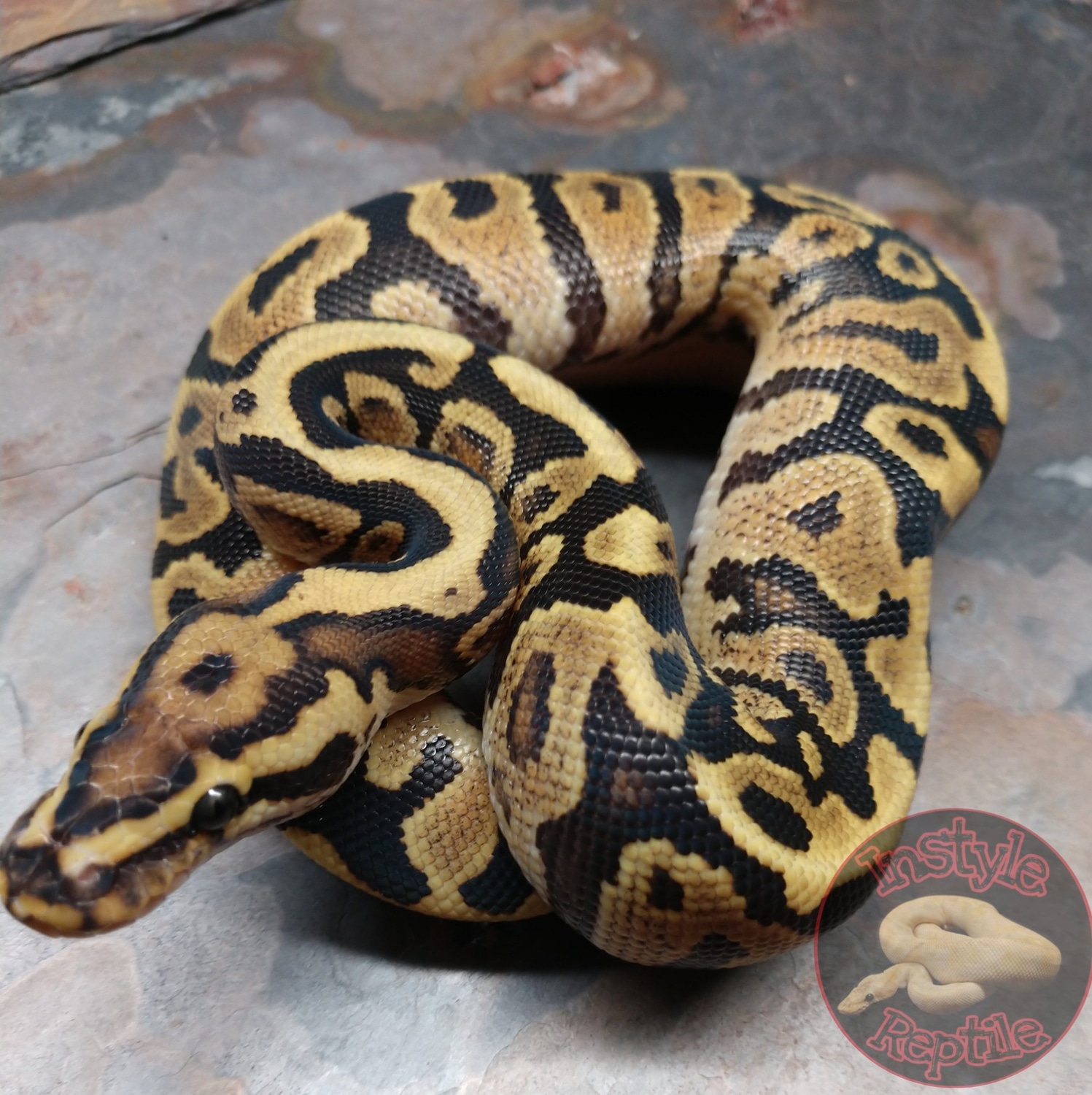 Spotnose Fire Het. Clown Ball Python by Instyle Reptile - MorphMarket