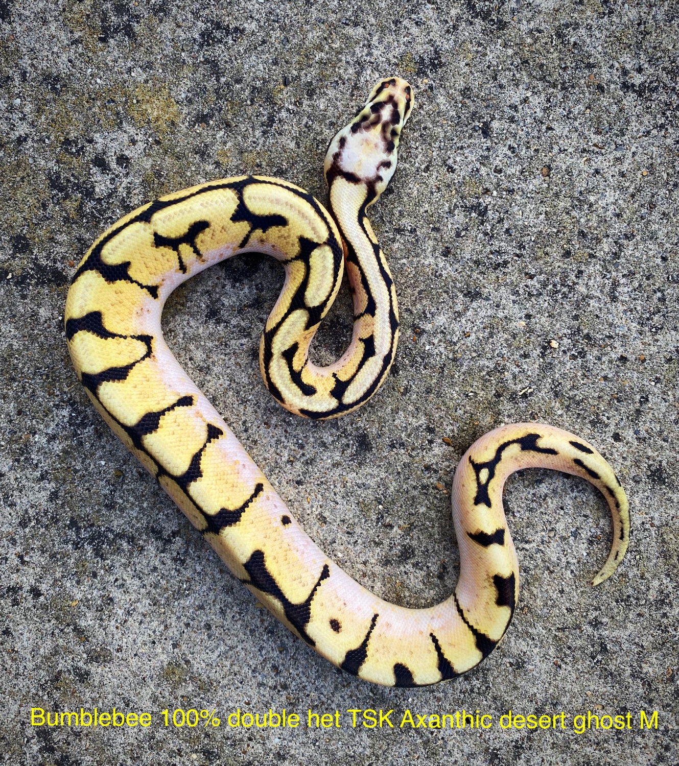 Bumblebee 100% Double Het TSK Axanthic + Desert Ghost Ball Python by ...