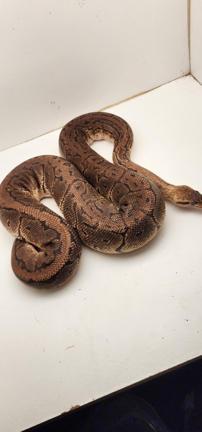 Lemon Blast Ball Python by Racin' Dreams Ranch - MorphMarket