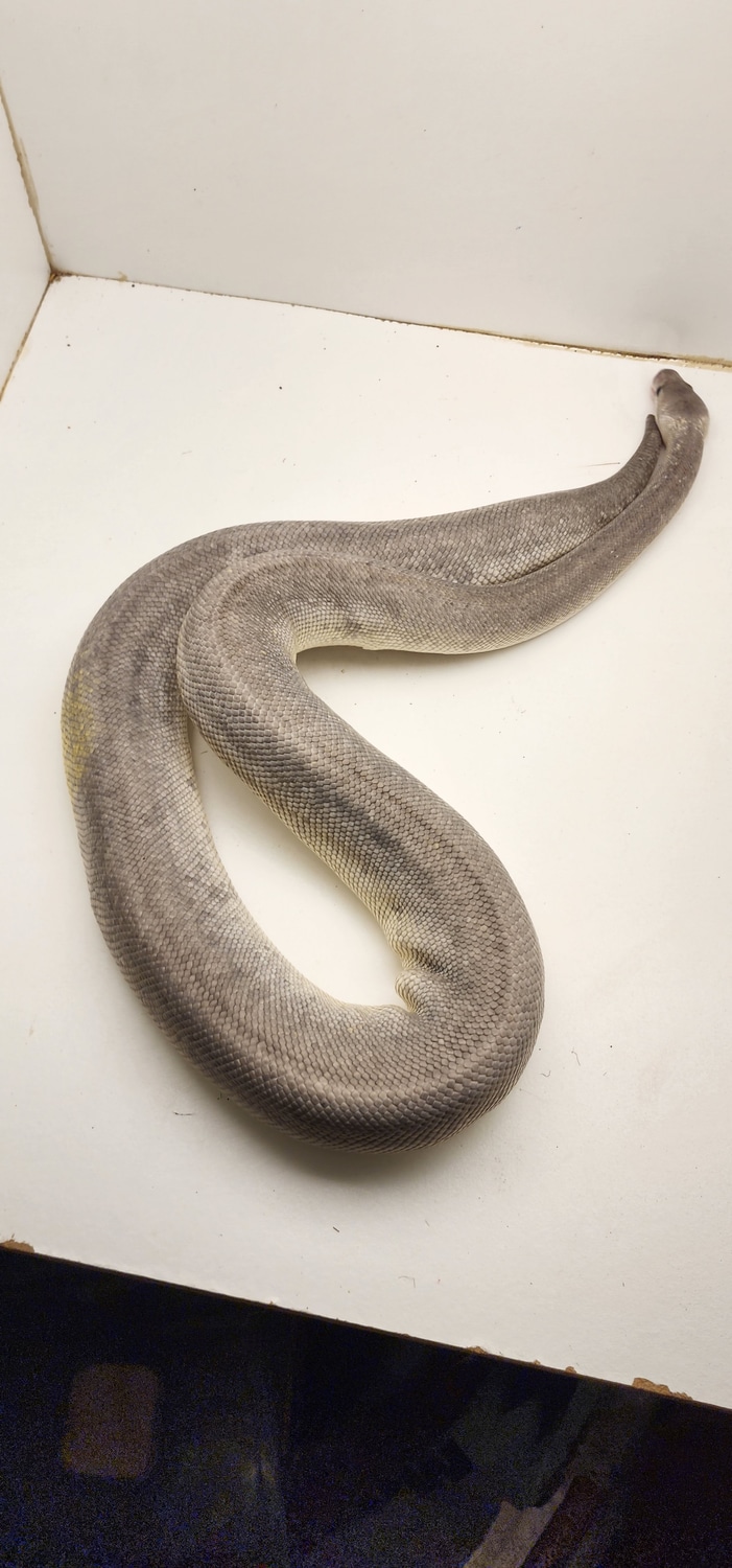 Super Cinnamon Pastel Hypo Ball Python by Racin' Dreams Ranch - MorphMarket