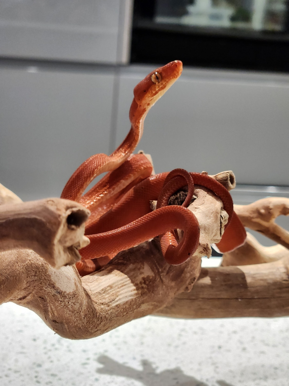 CB22 Calico (Red) Amazon Tree Boa by C&R Corallus - MorphMarket