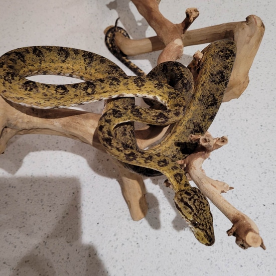 Heavily Patterned Yellow Amazon Tree Boa by C&R Corallus