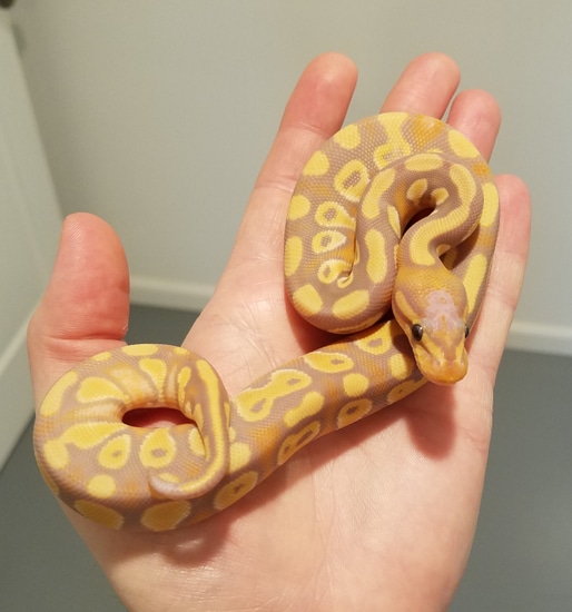 Banana Mojave 100% Double Het. Lavender Clown Ball Python by Cream City ...