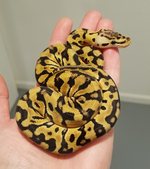 Pastel Cryptic 100% Het Desert Ghost 50% Pos Het Clown Ball Python by ...