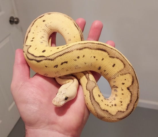 Firefly Leopard Clown Ball Python by Cream City Saurians
