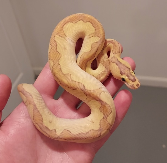 Pastel Enchi Lesser Vanilla Clown Ball Python by Cream City Saurians