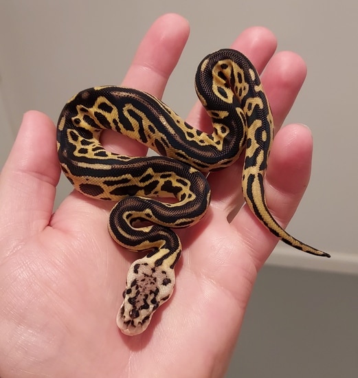 Pastel Leopard Crypton (Prob YB) 100% Het. Ultramel Ball Python by Cream City Saurians
