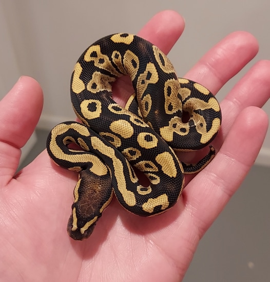 Chocolate Desert Ghost Ball Python by Cream City Serpents LLC